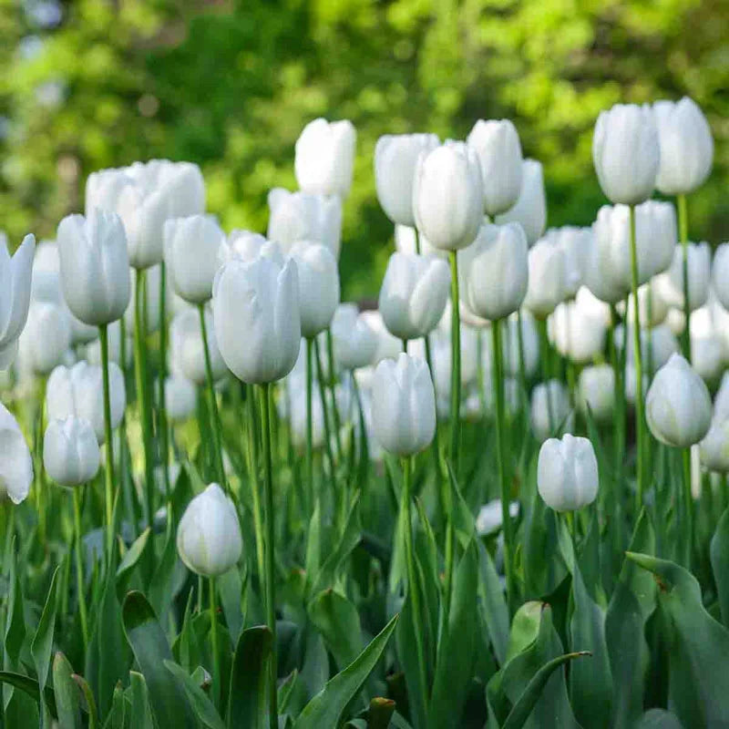 Maureen Tulip – Breck's