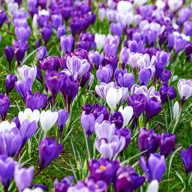 Delft Blue Crocus Mixture – Breck's