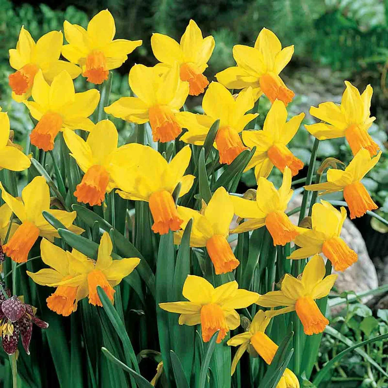Jetfire Daffodil – Breck's