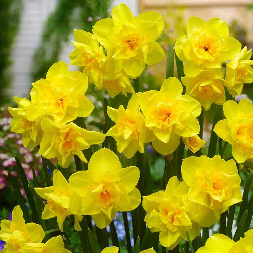 Golden Delicious Daffodil – Breck's