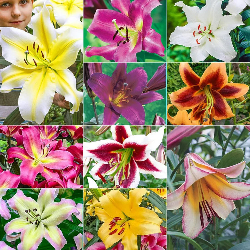 Buy Ultimate Lily Tree Collection | Lily Bulbs | Breck's
