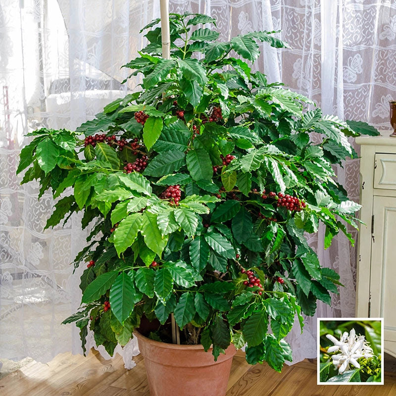 Buy Dwarf Pacas Coffee Plant Online | Houseplants | Breck's