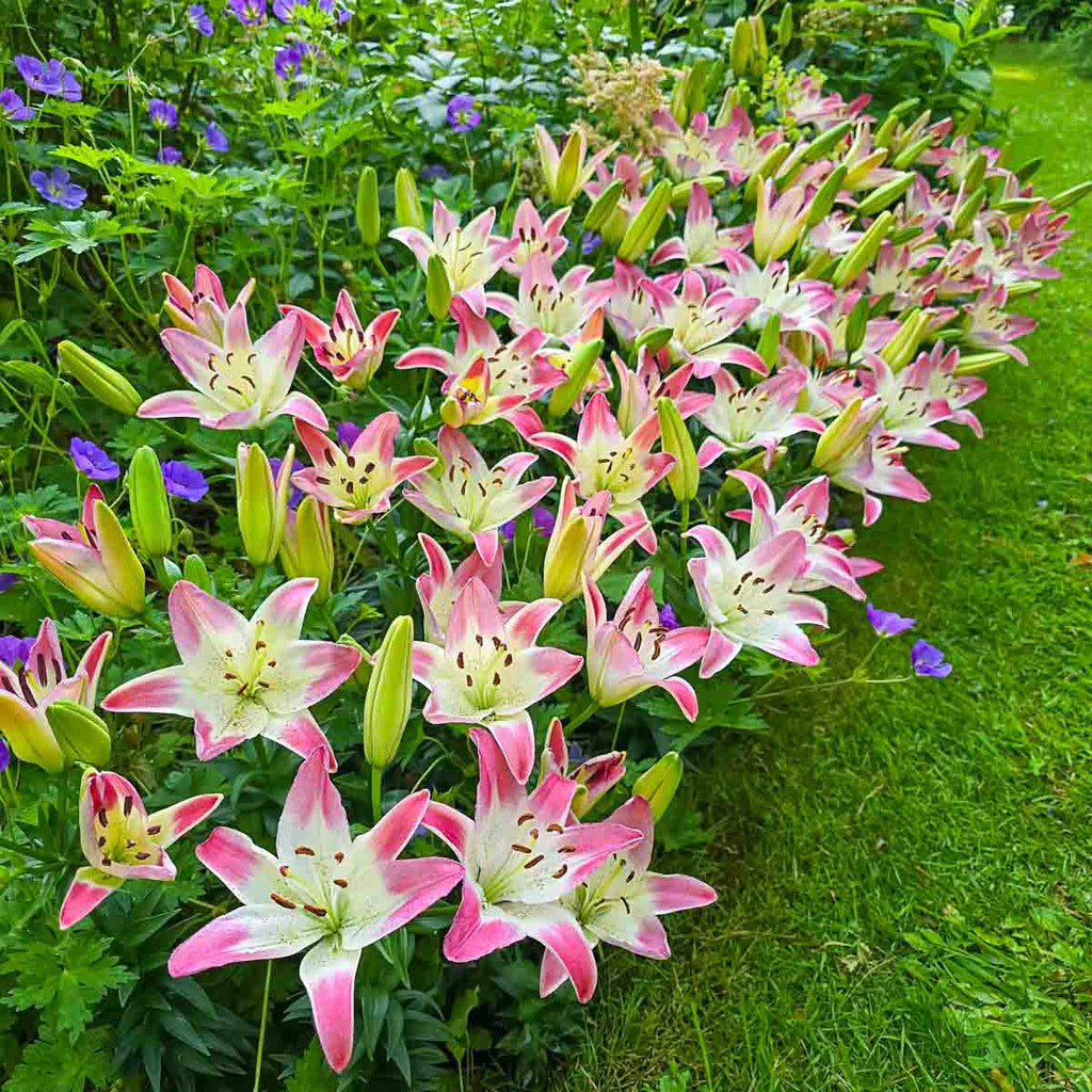Strawberry Swirl Carpet Border Lily – Breck's