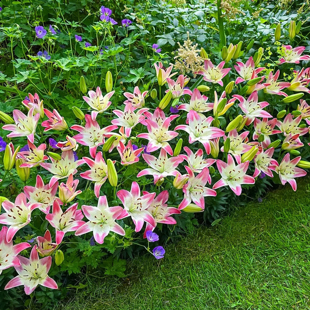 Strawberry Swirl Carpet Border Lily™ – Breck's