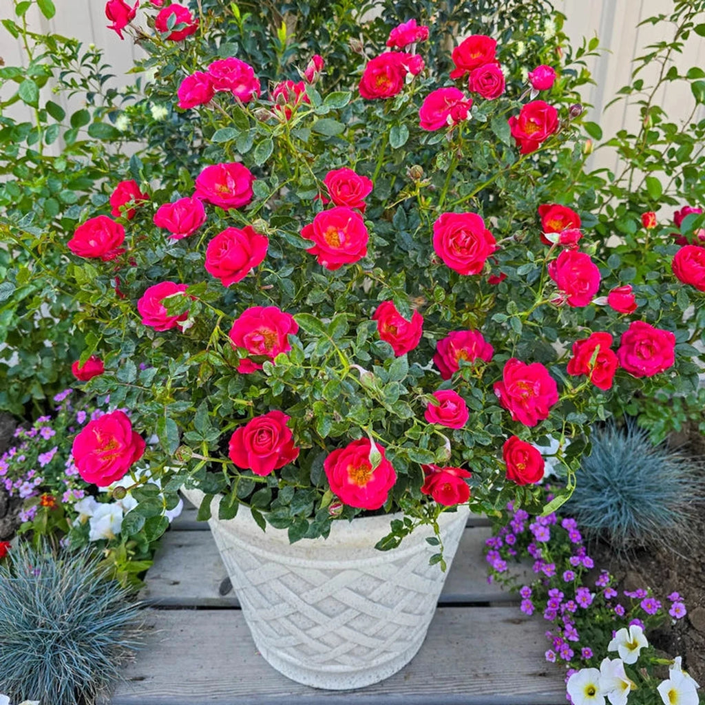 Be My Baby™ Patio Rose – Breck's