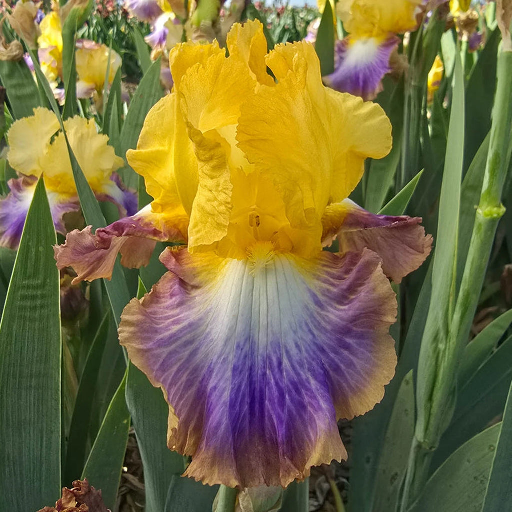 Definition Reblooming Bearded Iris – Breck's