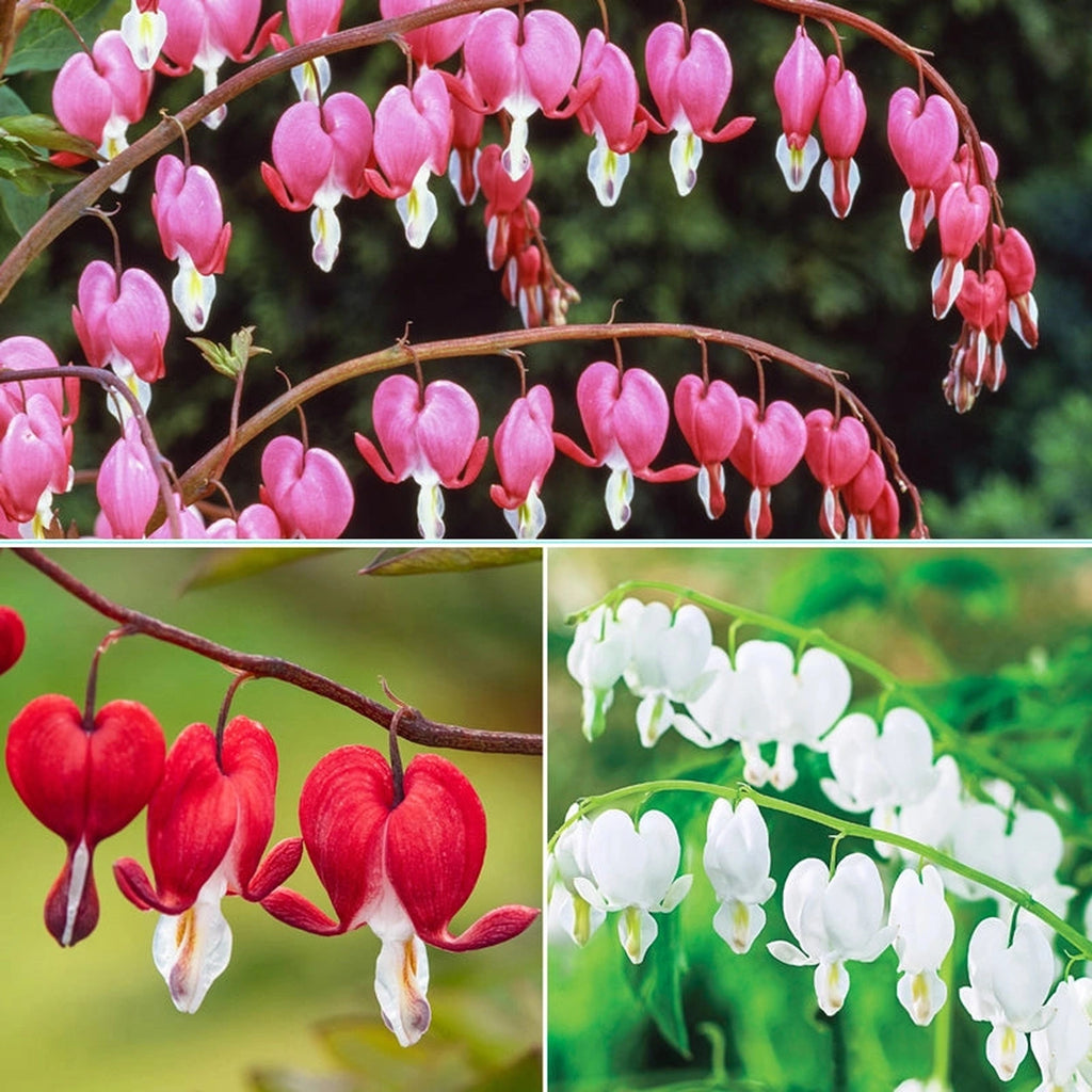 Old-Fashioned Bleeding Heart Collection – Breck's