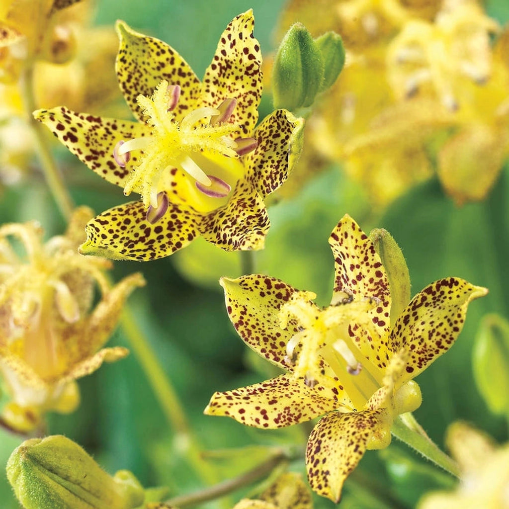 Latifolia Toad Lily – Breck's