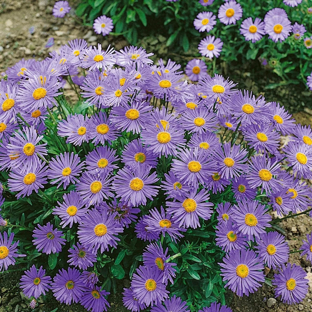 Wartburg Star Aster – Breck's