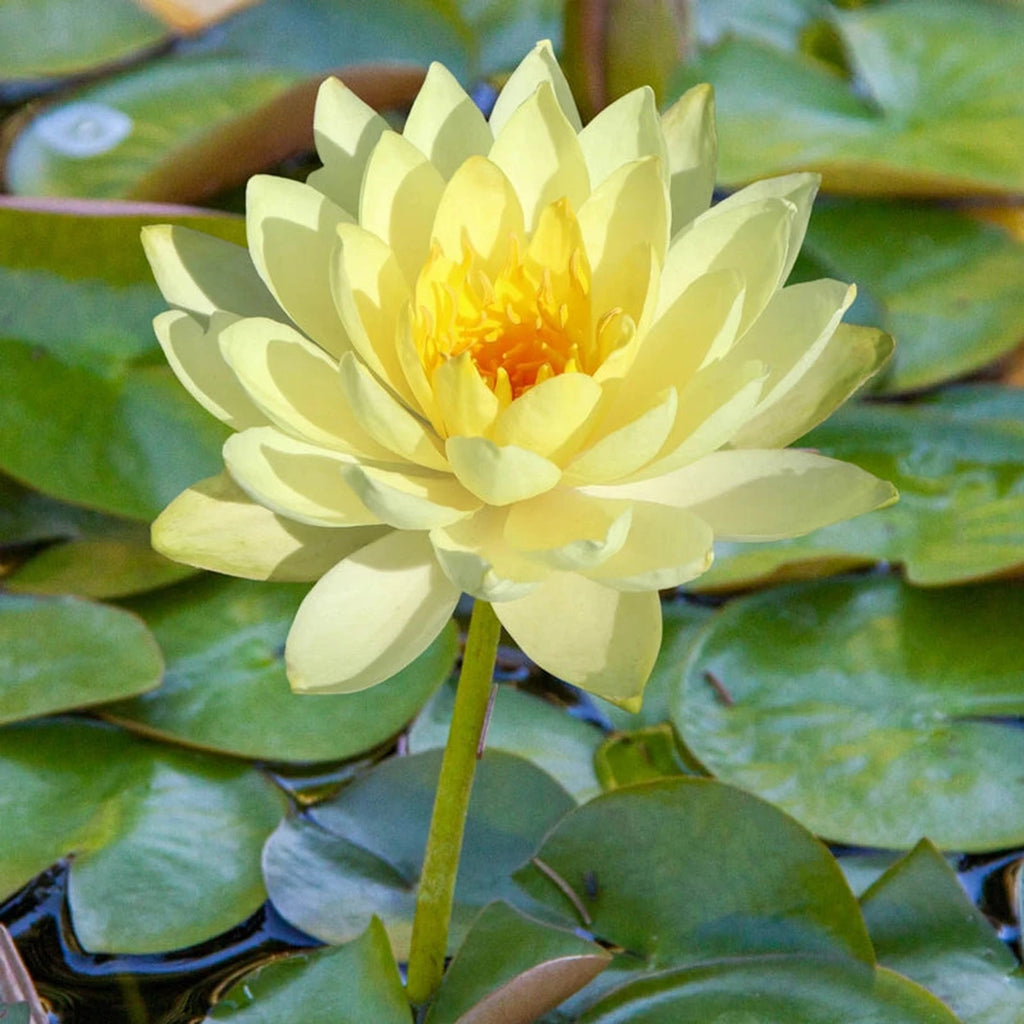 Chromatella Water Lily – Breck's