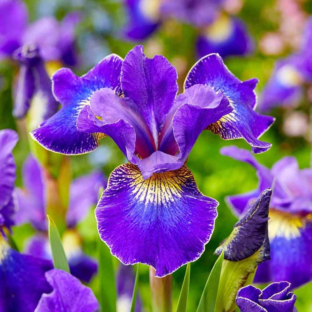 Golden Edge Siberian Iris – Breck's