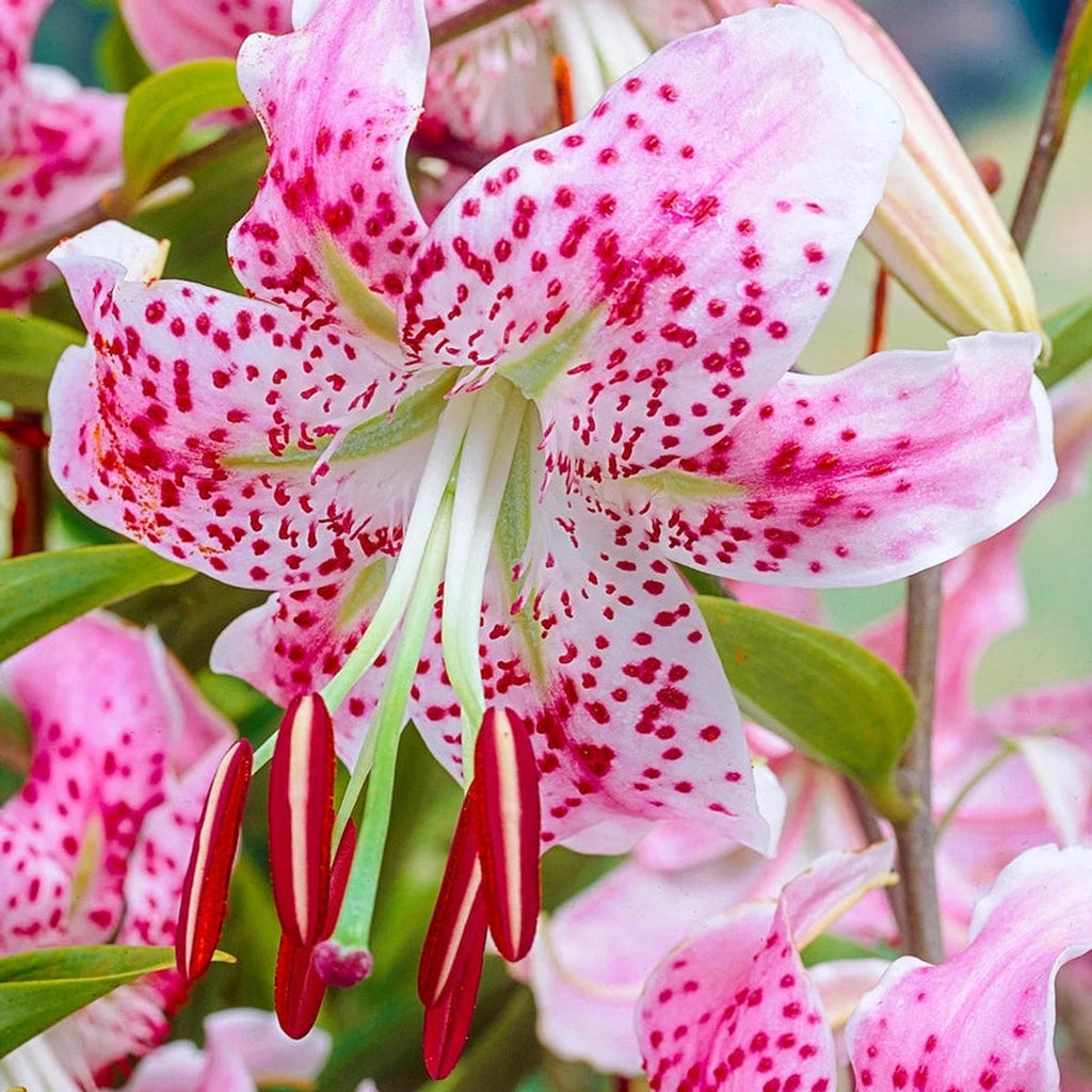 Lilium speciosum var rubrum 'Uchida' | Shop | Breck's