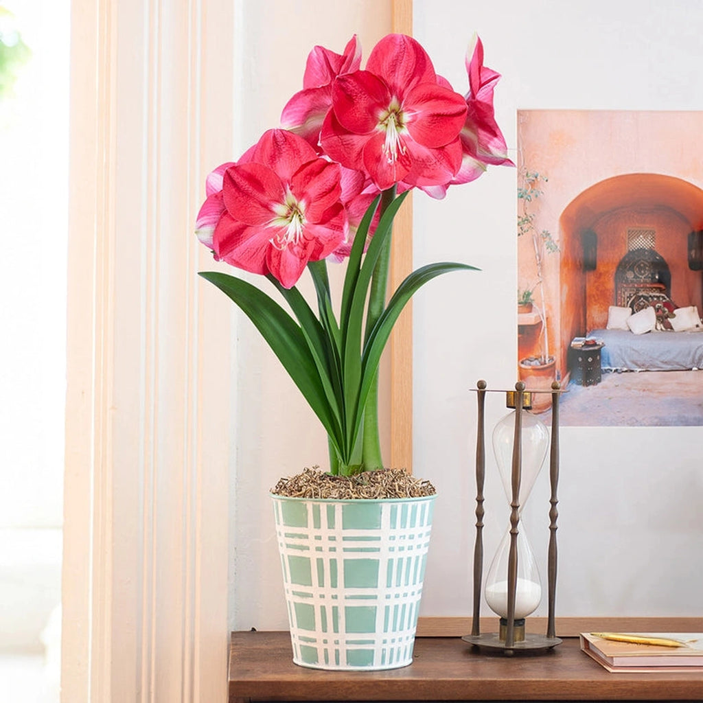 Derby Day featuring Candy Queen Amaryllis | Breck's Gifts