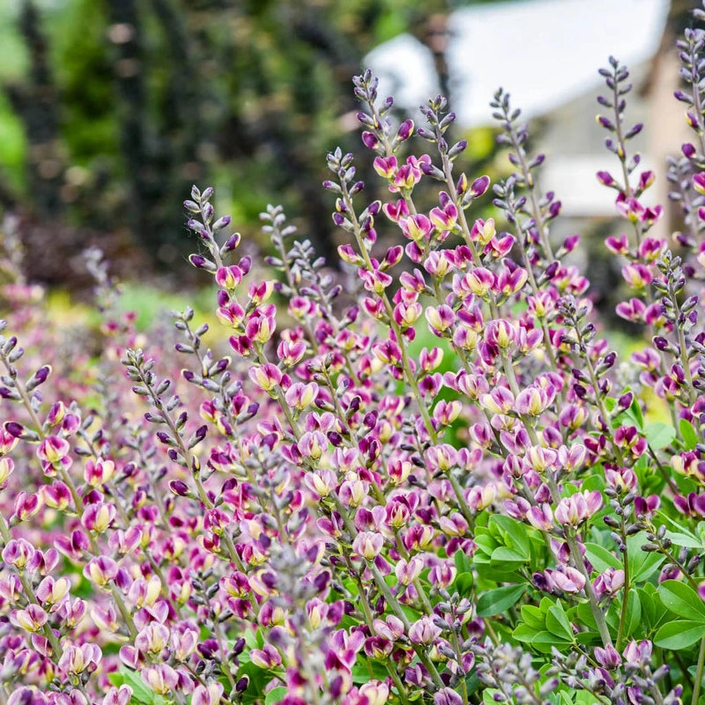 Grape Escape False Indigo – Breck's