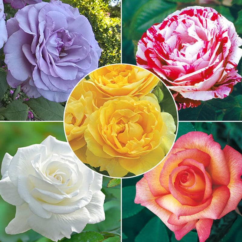 Premium Rose Bushes – Shrubs, Climbers & Hybrid Teas | Breck’s