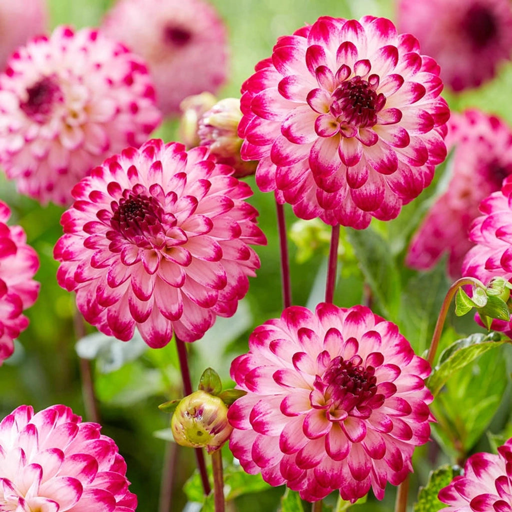 Little Robert Dahlia – Breck's