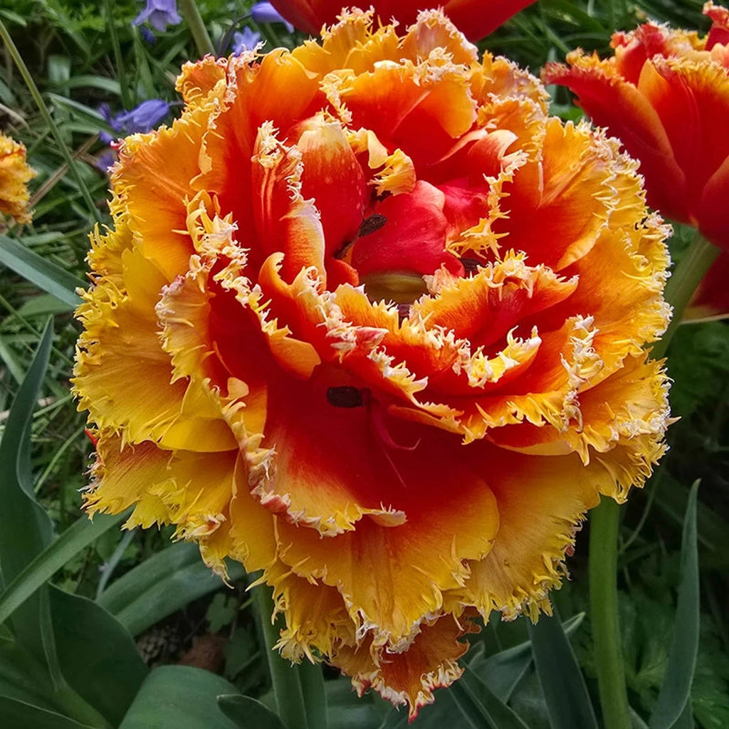 Firecracker Frills Tulip – Breck's