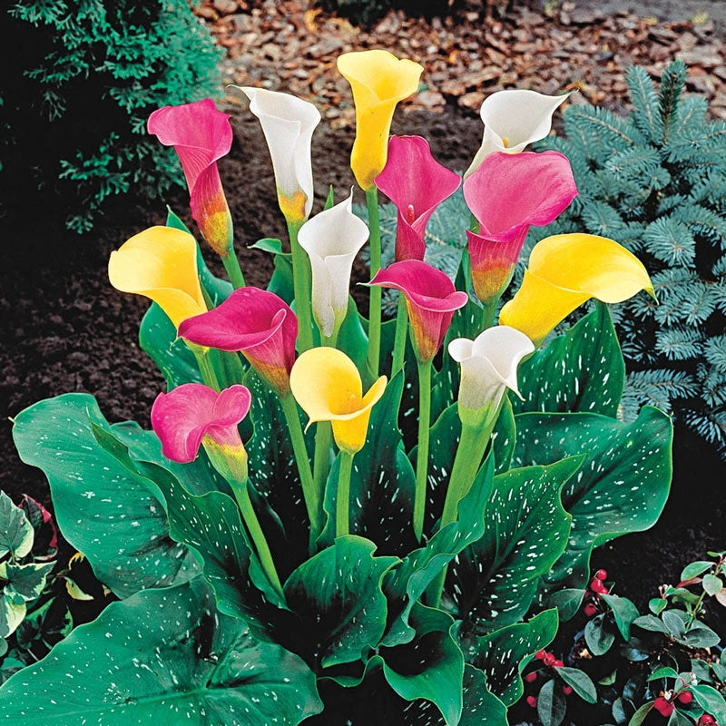 Mixed Calla Lily Bulbs | Breck's