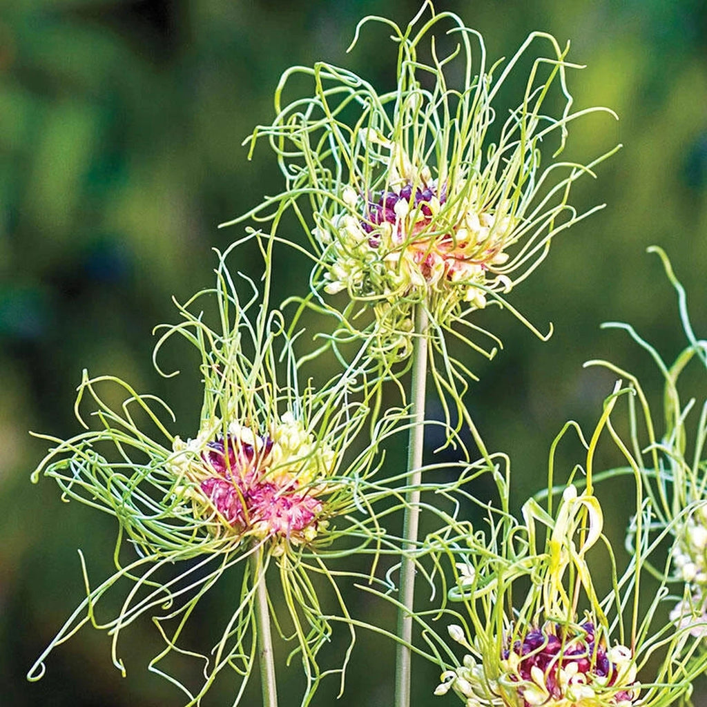 Hair Allium | Breck's