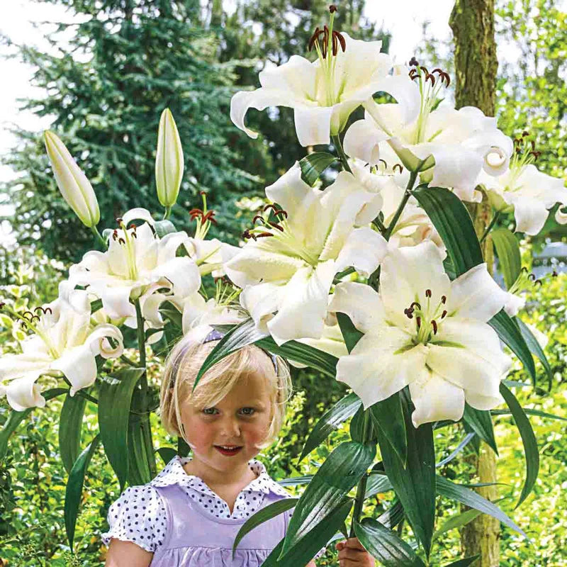 Pretty Woman Lily Tree - Buy Orienpet Lily Bulbs | Breck's – Brecks