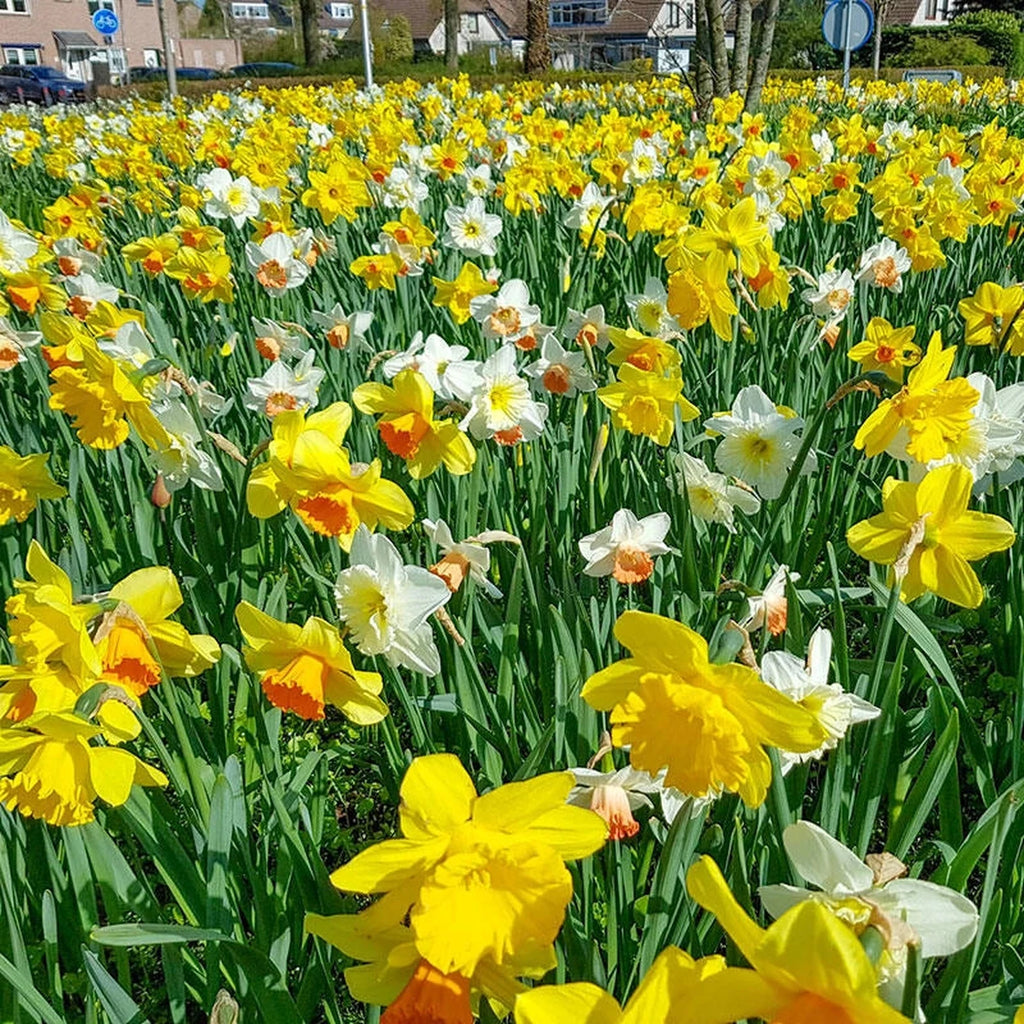 Shade Daffodil Mixture | Breck's