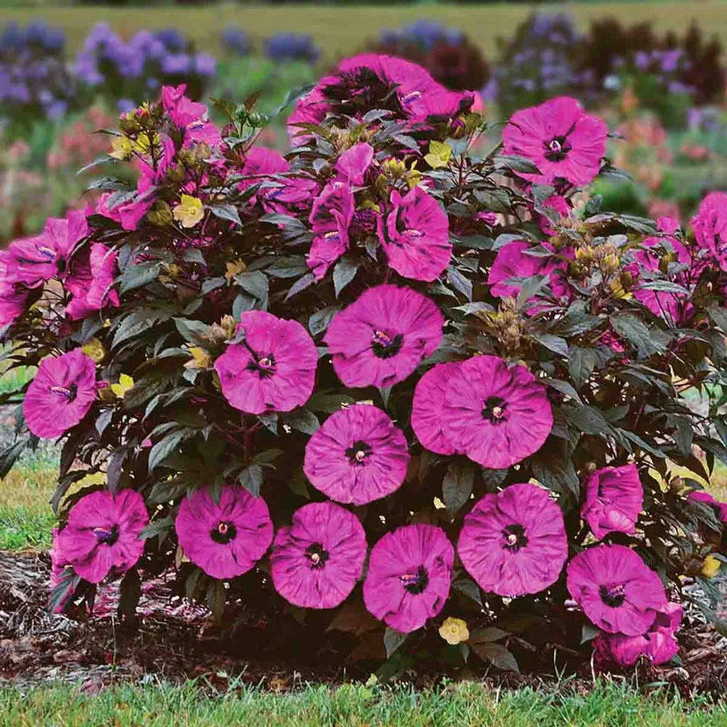 Buy Berry Awesome Hibiscus | Sun Perennials | Breck's – Brecks