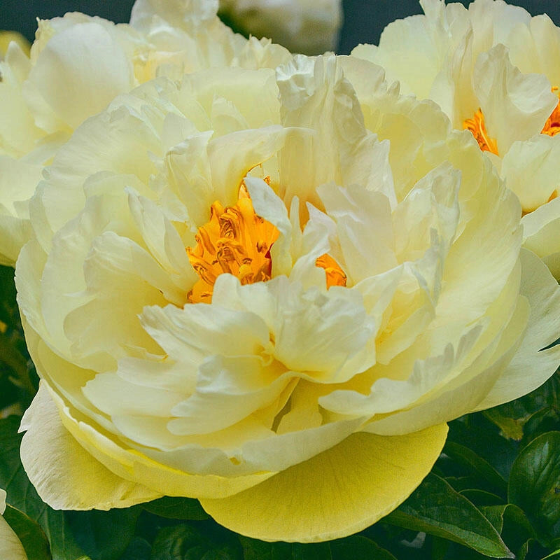 Buy Lemon Chiffon Peony | Breck's