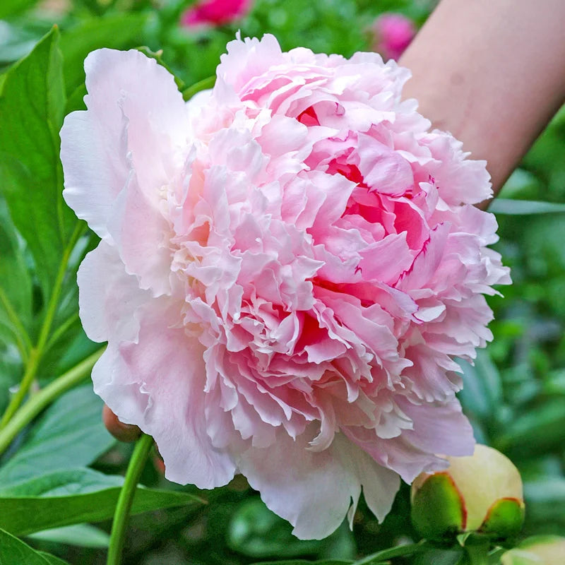 Sun-Loving Angel Cheeks Peony | Breck's