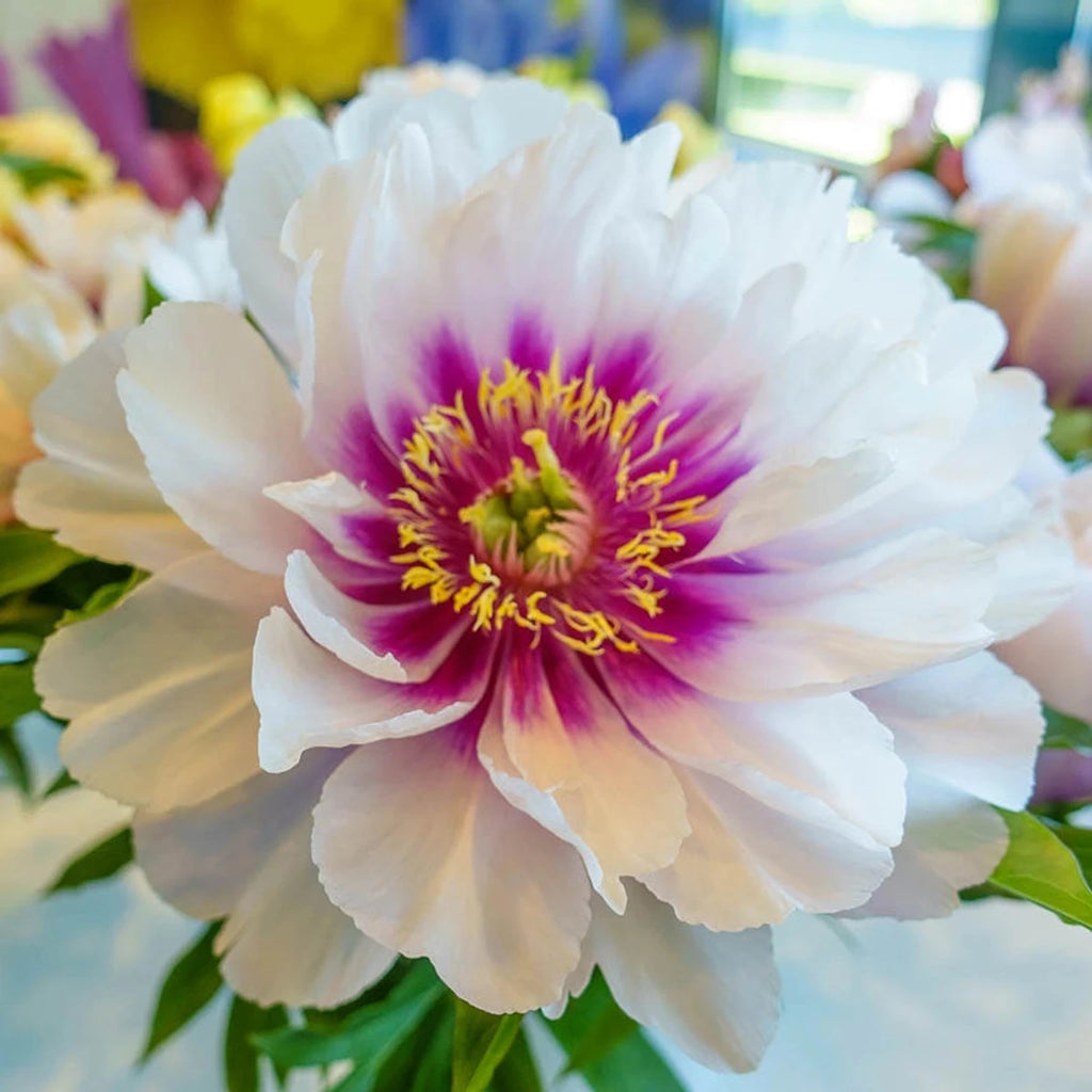 Cora Louise Itoh Peony | Buy Online | Breck's