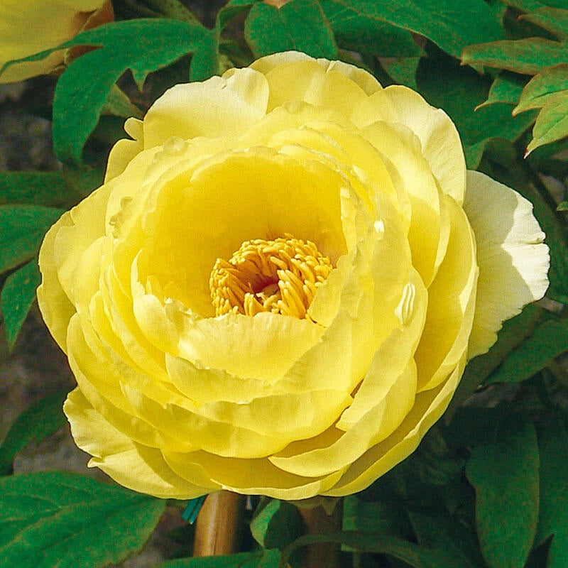 Buy High-Noon Tree Peony | Breck's – Brecks