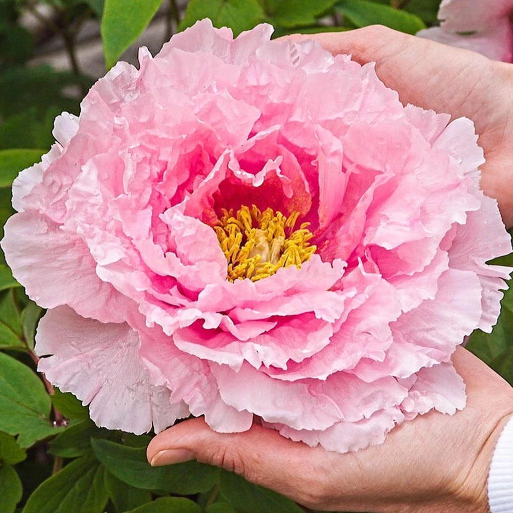 Hanakisoi Tree Peony | Buy Online | Breck's