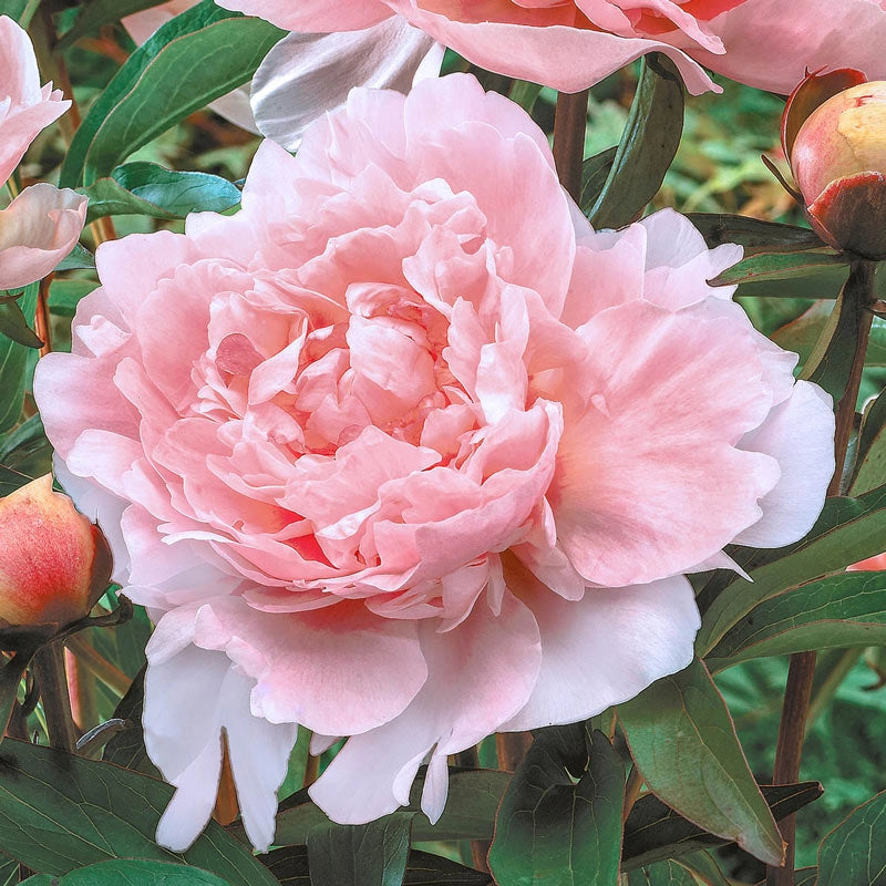 Pillow Talk Peony | Brecks.com