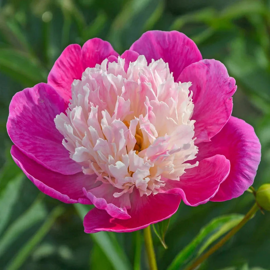 Gay Paree Peony | Shop Peonies | Breck's