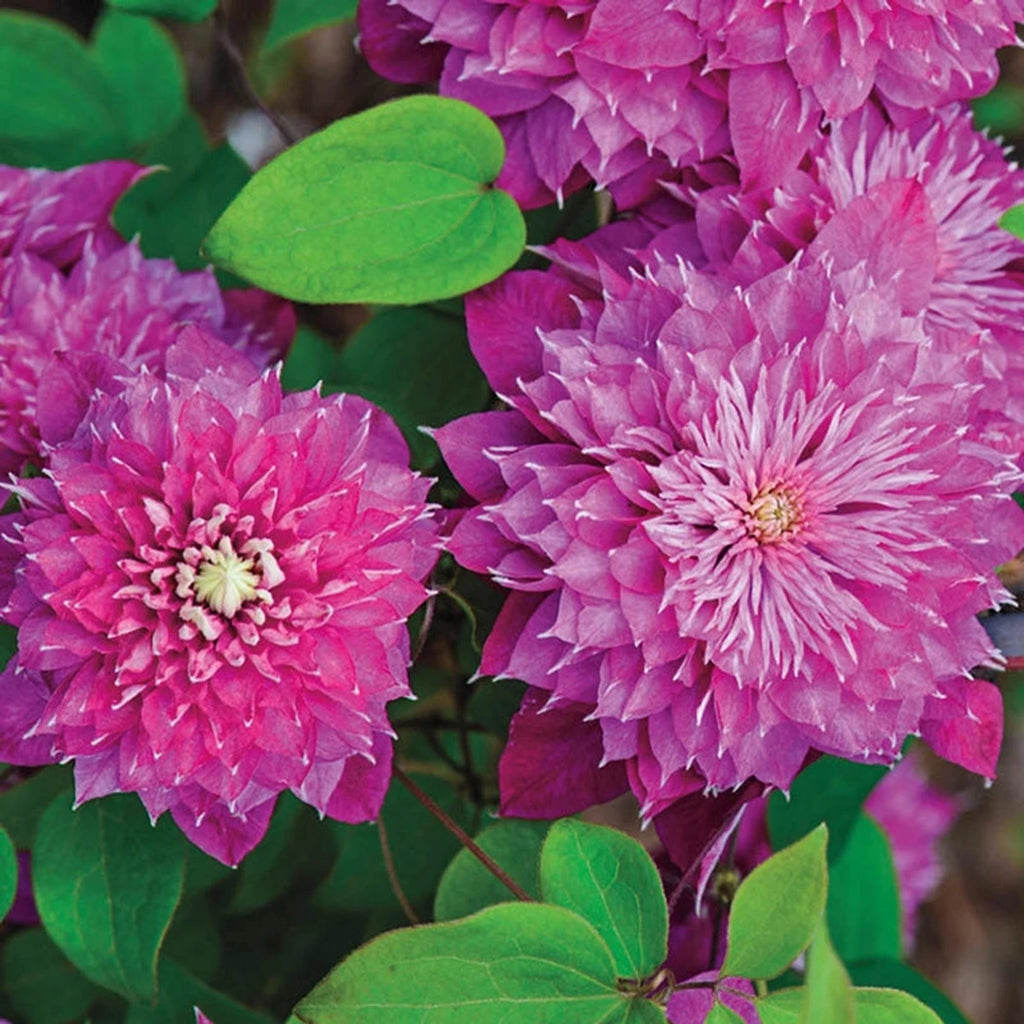 Shop Kaiser Clematis Online | Sun Perennials | Breck's