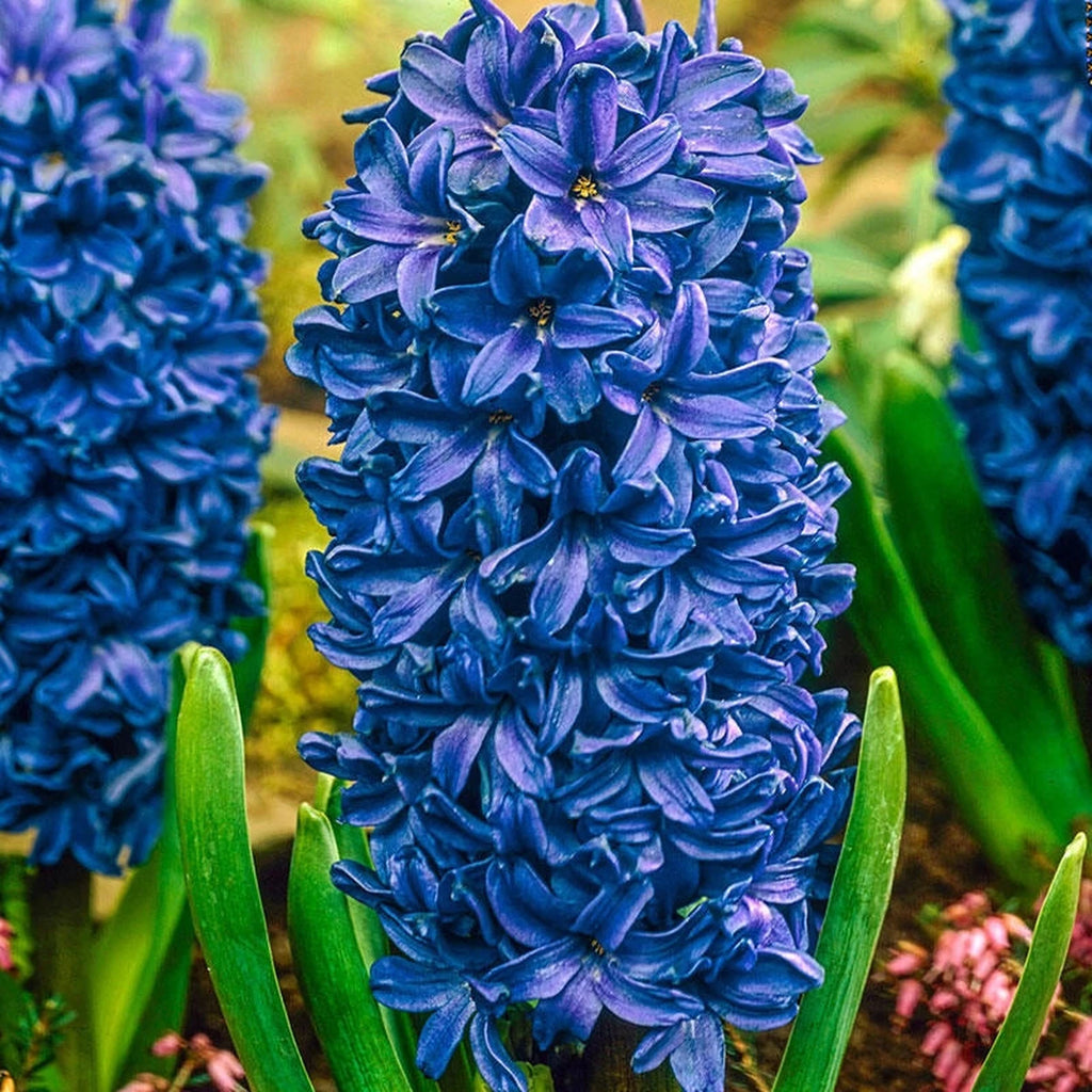 Buy Blue Grape Hyacinths Online | Spring Bulbs | Breck's