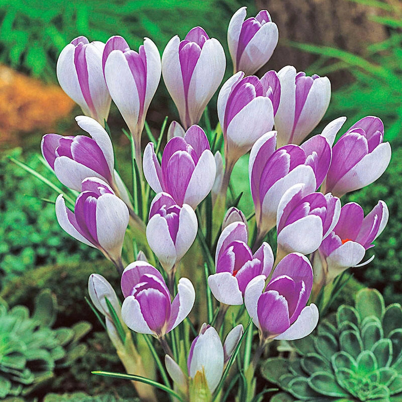 Buy Vanguard Giant Crocus | Breck's
