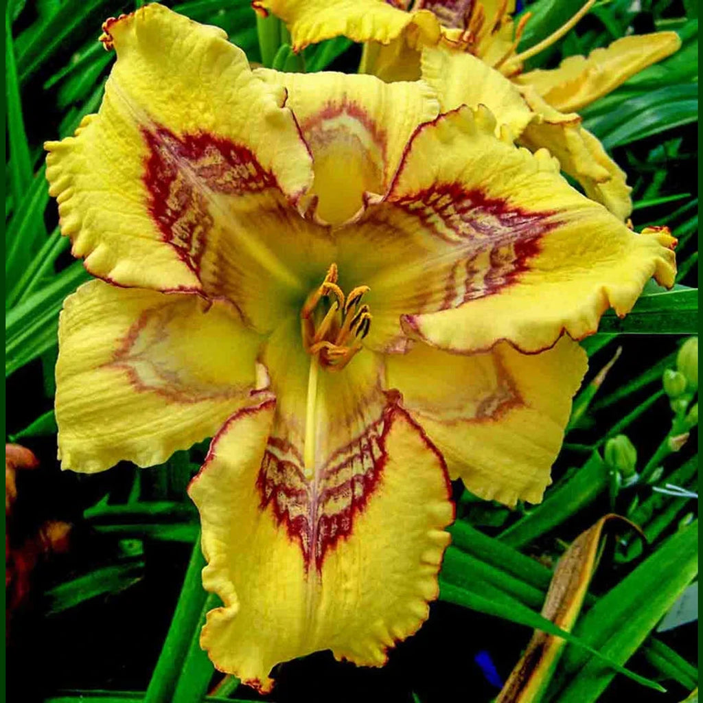 Complex Fractal Reblooming Daylily – Breck's