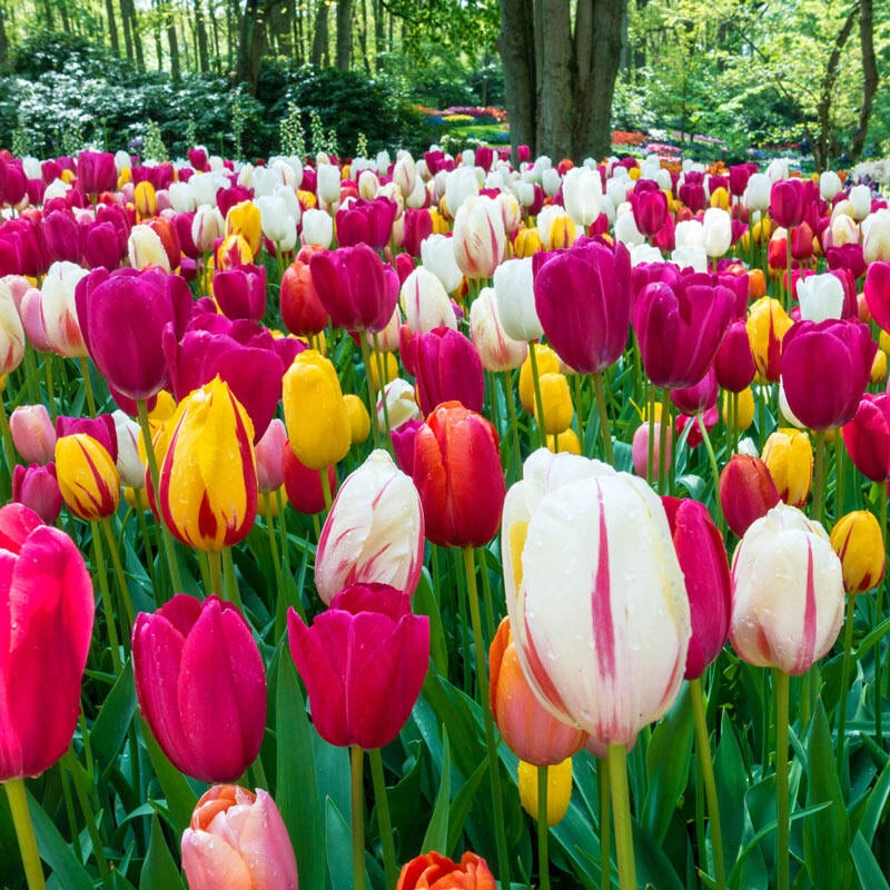Late Spring Flowering Tulip Mixture | Spring Bulbs | Breck's – Brecks