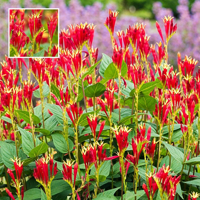 Buy Little Redhead Indian Pink | Sun Perennials | Breck's