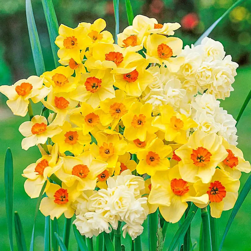 Ultra Fragrant Jonquils Mixture | Daffodil Bulbs | Breck's