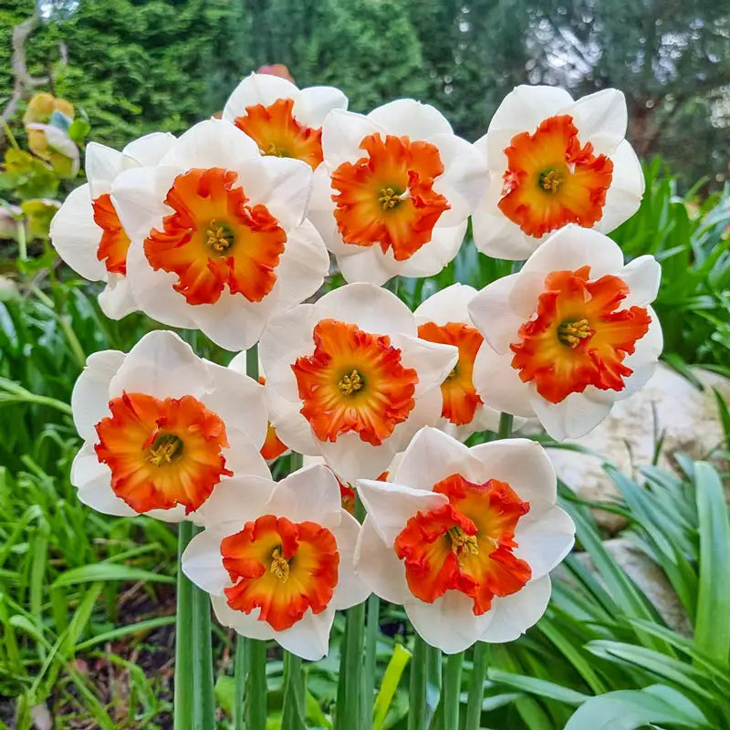 Shop for Eclat Daffodil Bulbs | Breck's