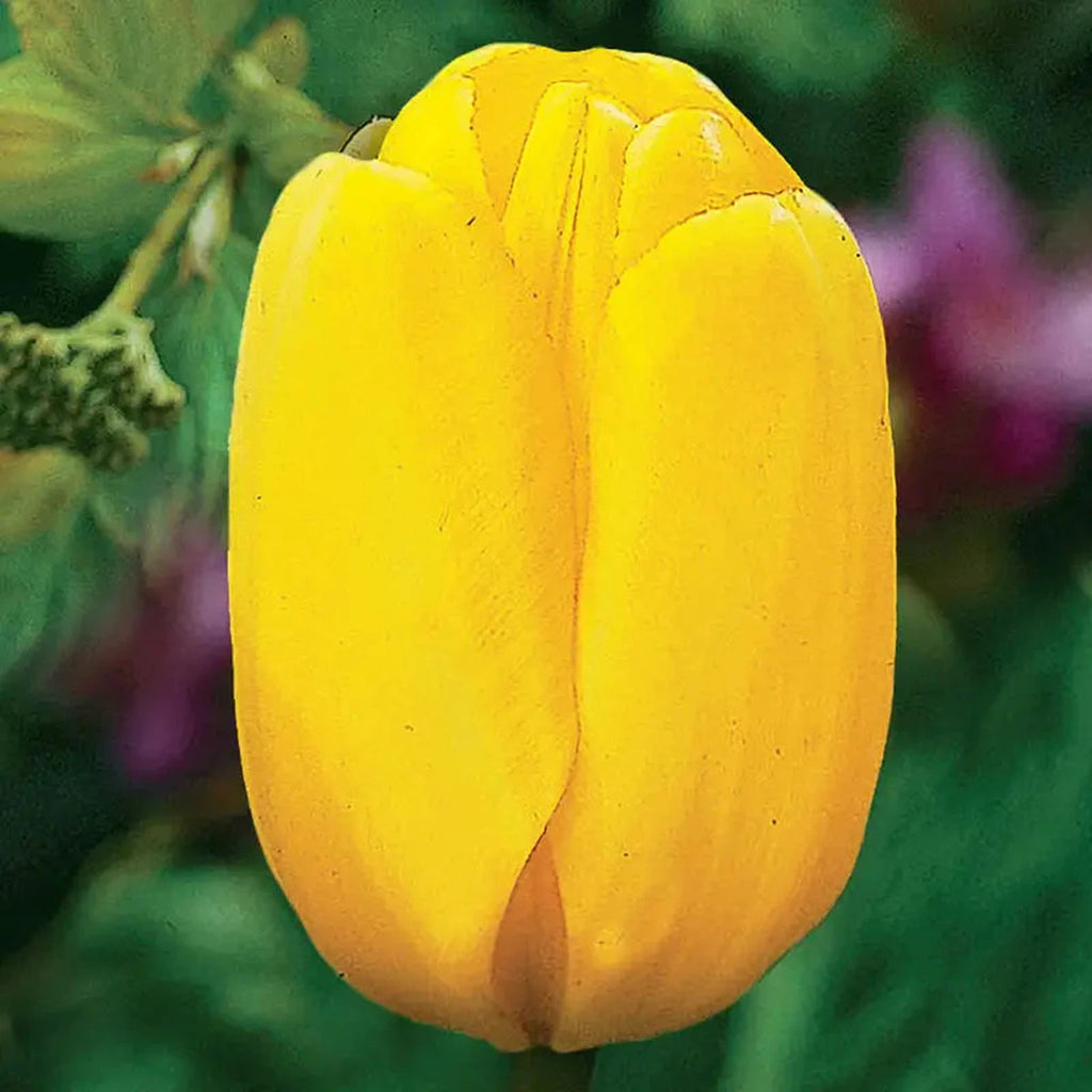 Buy Yellow Dynasty Tulip Bulbs Online | Breck's