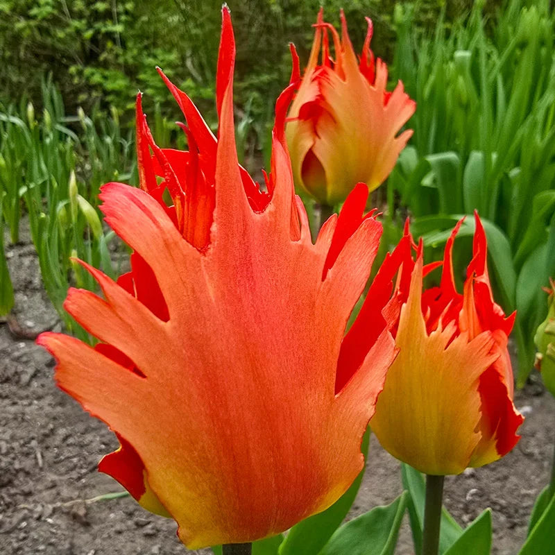 Shop for Robbedoes Tulip | Breck's