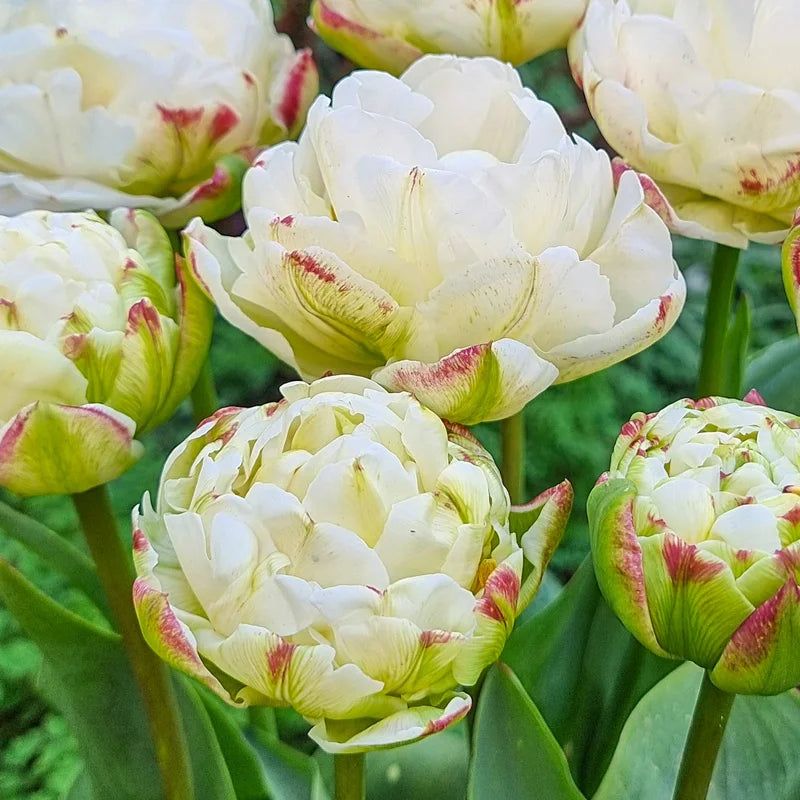 Cotton Candy Tulip for Sale | Breck's