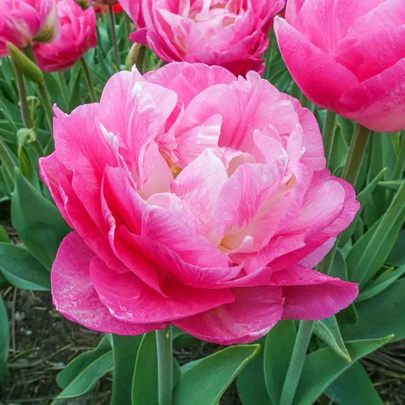 Shop for Pinksize Tulip Bulbs | Breck's
