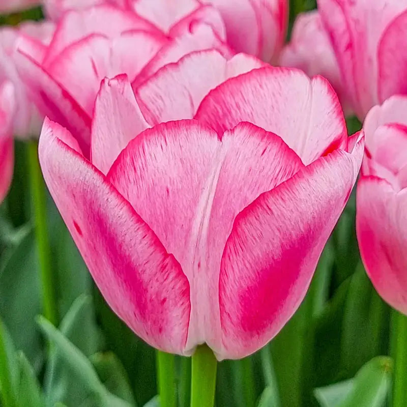 Hugs and Kisses Tulip Flowers | Breck's