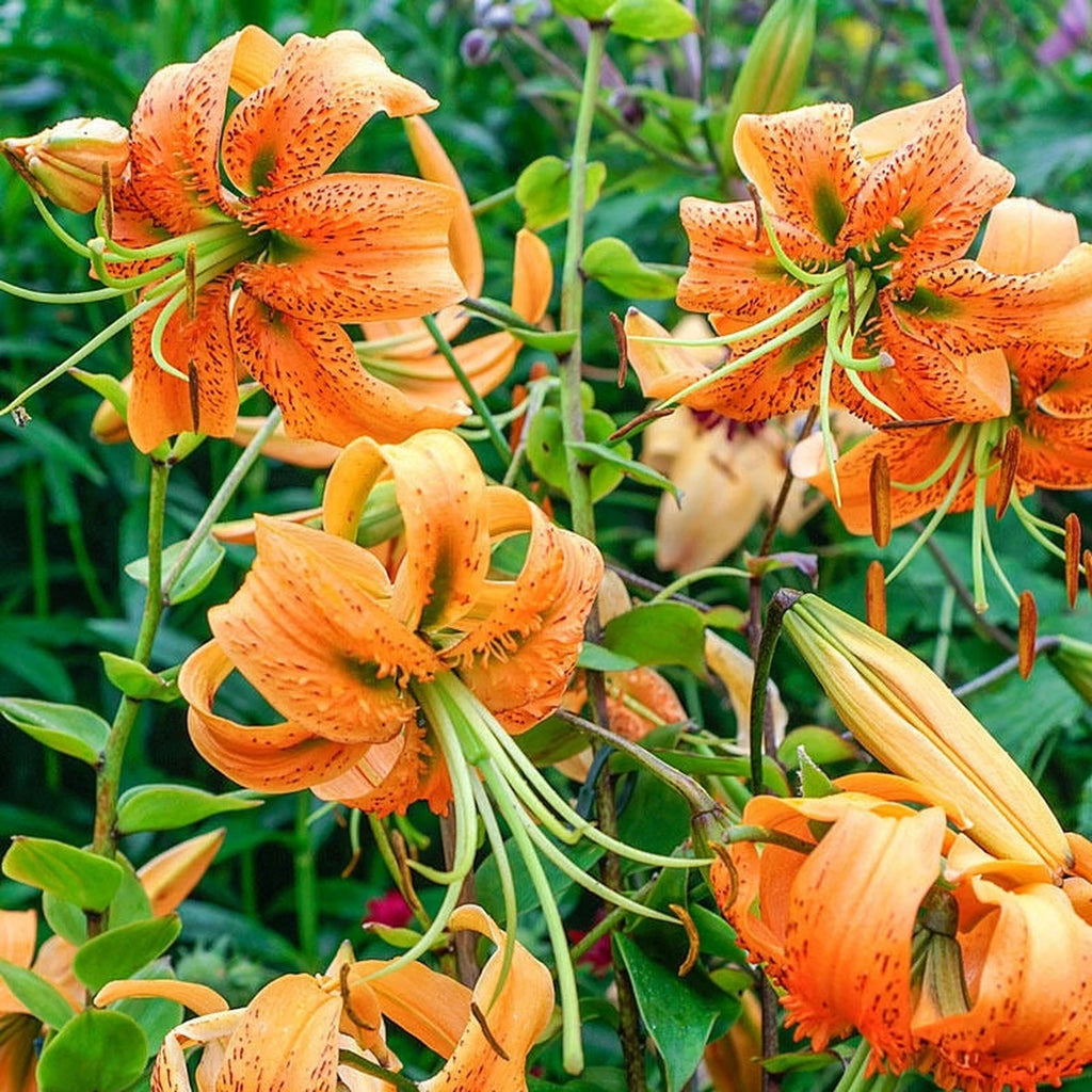 Shop Lilium henryi Online | Fall Planted Bulbs | Breck's