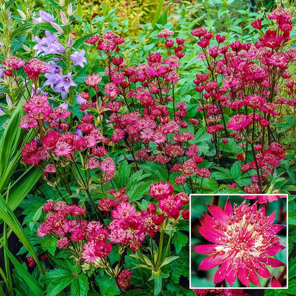 Buy Rubra Astrantia Plants Online | Sun Perennials | Breck's