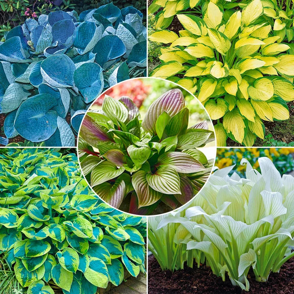 Breck's Many Shades of Hosta Collection | Buy Online | Breck's
