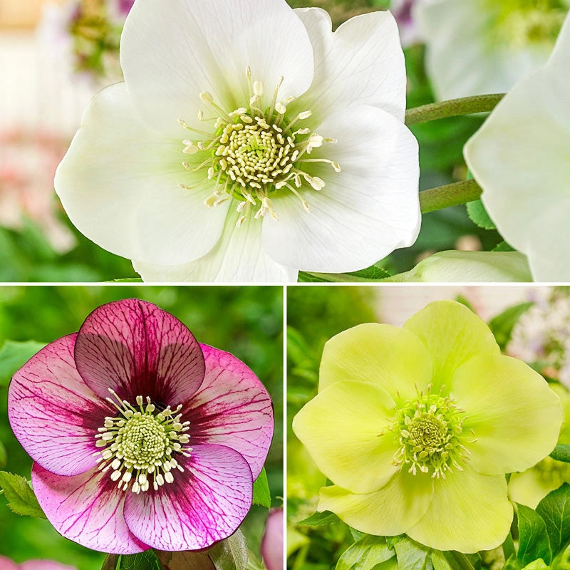 Single-Flowered WOW! ® Hellebore Collection – Breck's